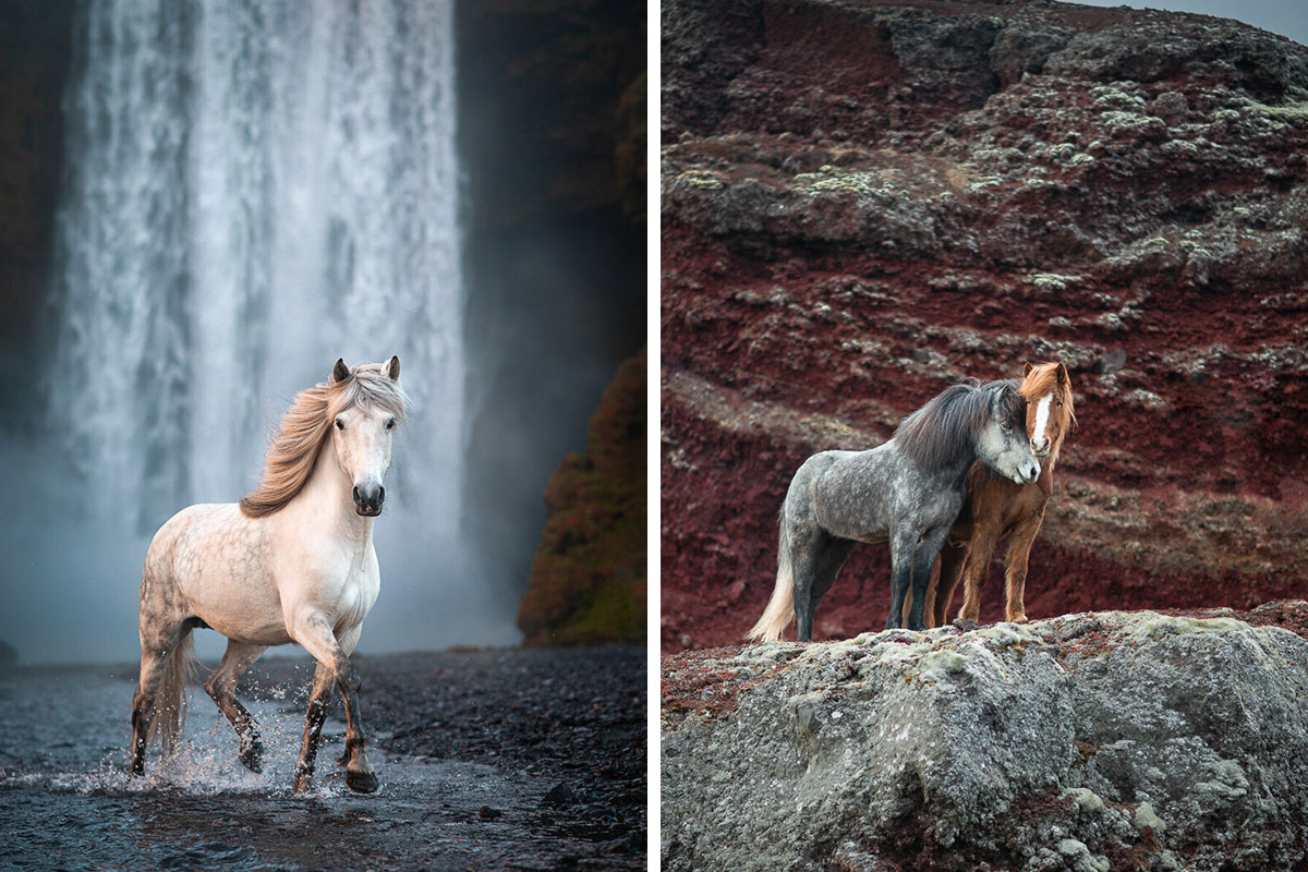 I Took Pictures Of Beautiful Horses In Breathtaking Icelandic ...