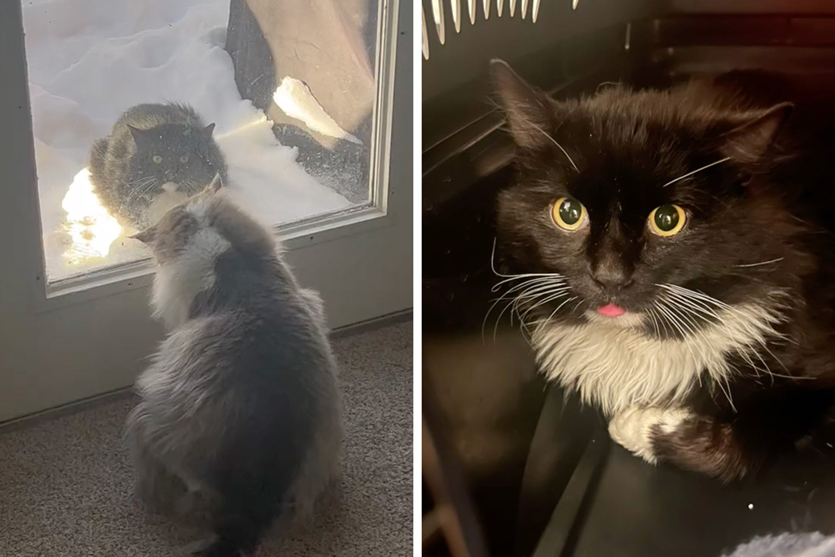 Determined Stray Comes To A Family On A Daily Basis Until They Adopt ...