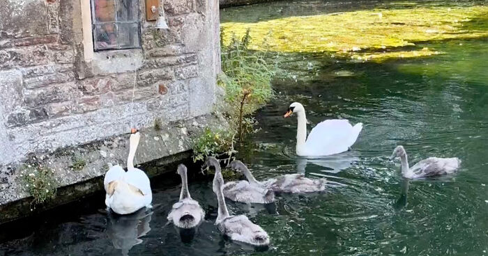 Bishop Palace Swans Ring The Palace Bells Whenever They Want Treats ...