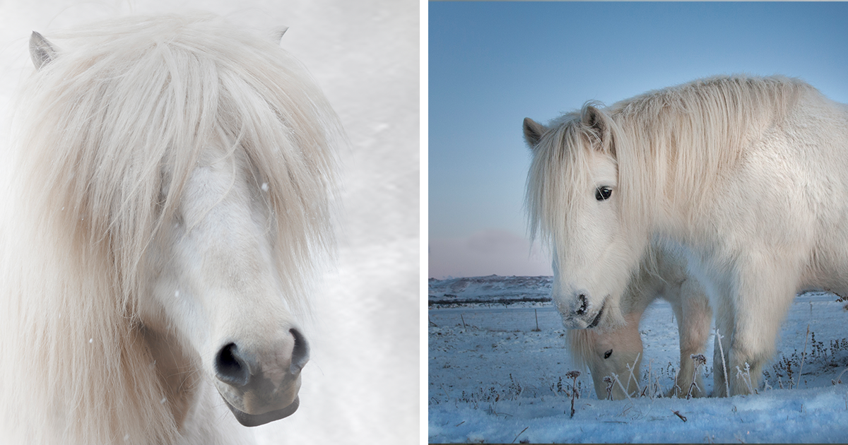 I Am A Photographer Who Traveled Iceland In Winter To Capture Beautiful ...