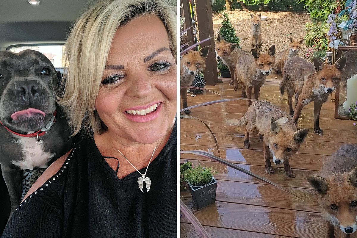 25 Years Ago, This Woman Began Feeding A Family Of Foxes, And Their ...