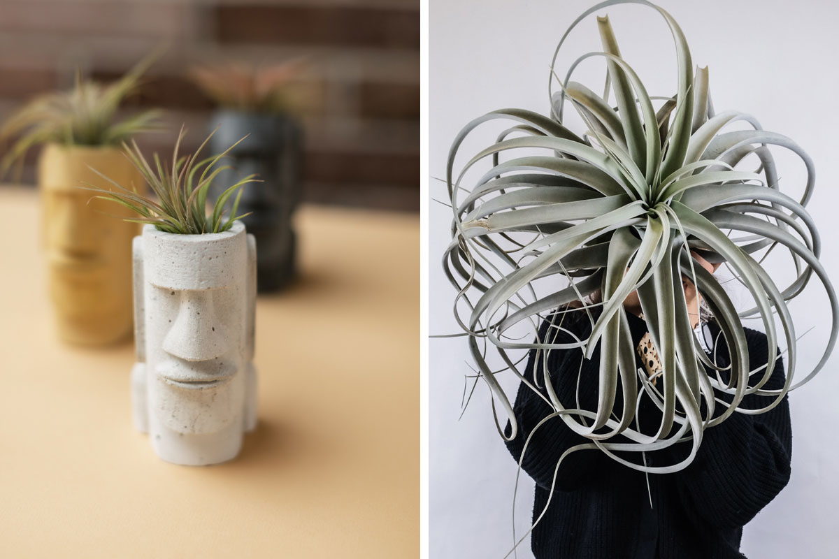 Fun Air Plants Explore Unique Tillandsia & Air Plants At Paradise