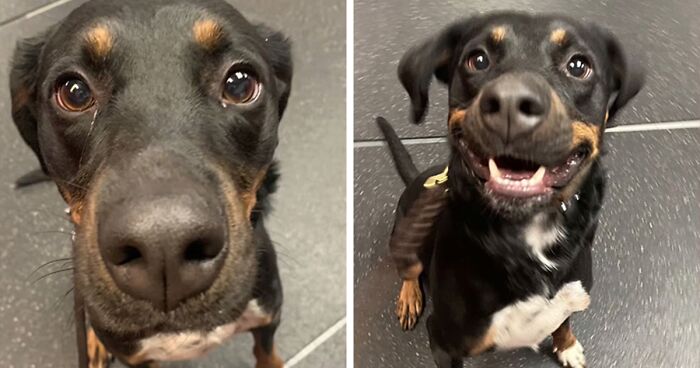 This TikTok Trend Is All About Dogs And Their Reactions To “Good Boy ...