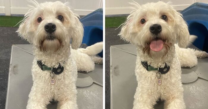 This TikTok Trend Is All About Dogs And Their Reactions To “Good Boy ...