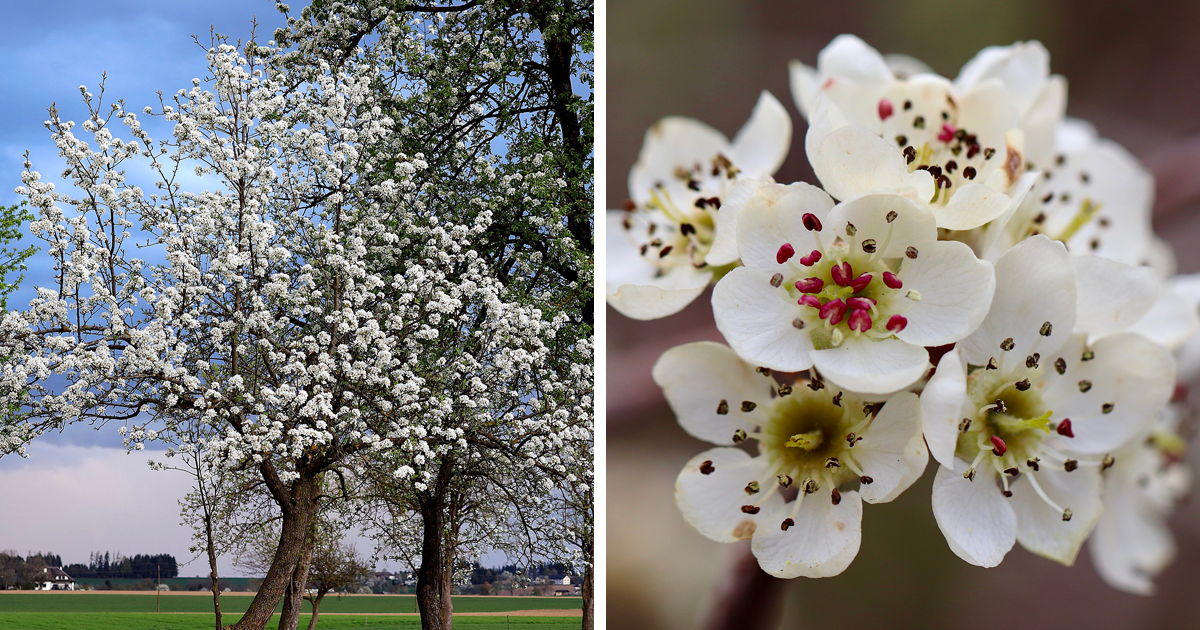 Everything You Need to Know About the Bradford Pear Tree and Its ...