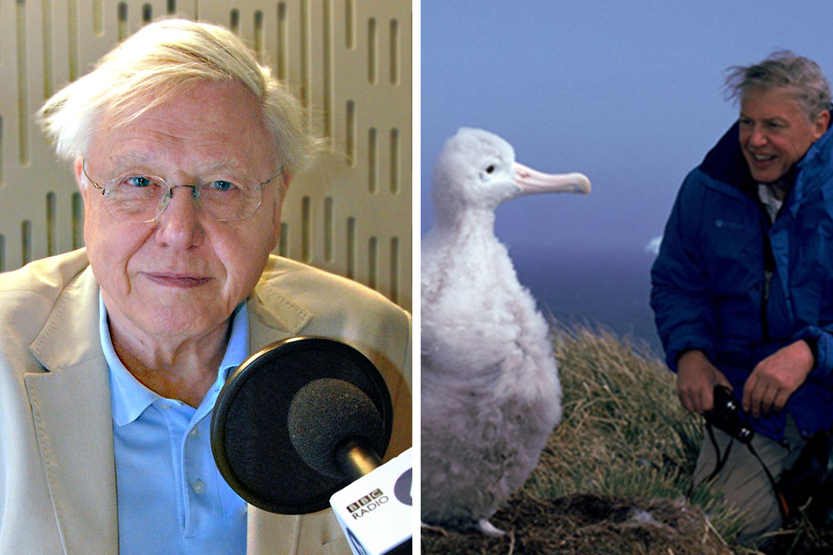 Nature Documentary Fans Are Excited To Hear 97 Y.O. David Attenborough Is Making A Return On BBC ...