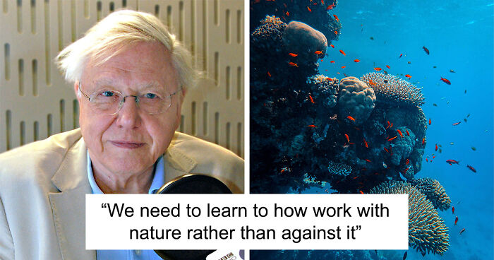 Nature Documentary Fans Are Excited To Hear 97 Y.O. David Attenborough Is Making A Return On BBC ...