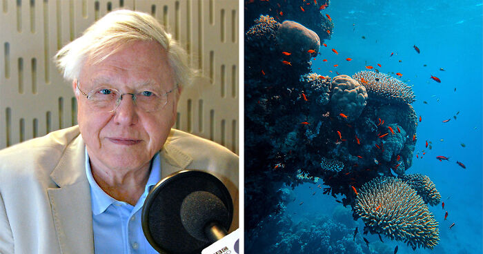 Nature Documentary Fans Are Excited To Hear 97 Y.O. David Attenborough Is Making A Return On BBC ...