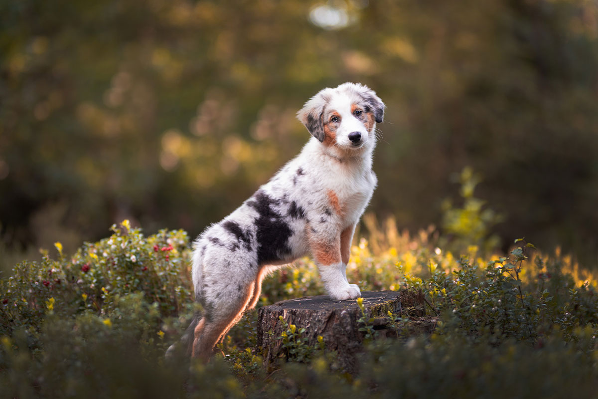 I Am A Dog Photographer Who Strives To Capture Each Dog’s Personality ...