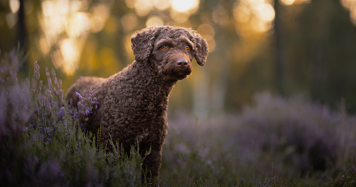 I Am A Dog Photographer Who Strives To Capture Each Dog’s Personality ...