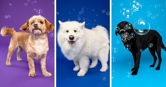 14 Pics Of Playful Dogs Chasing Soap Bubbles I Took | Bored Panda