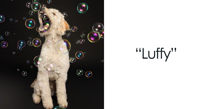 14 Pics Of Playful Dogs Chasing Soap Bubbles I Took | Bored Panda