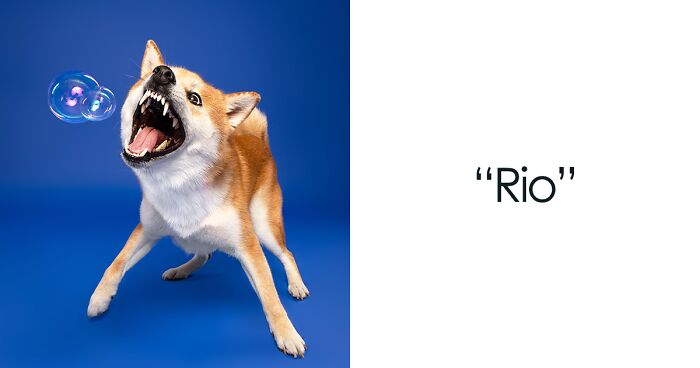 14 Pics Of Playful Dogs Chasing Soap Bubbles I Took | Bored Panda