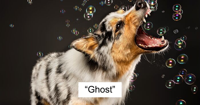 14 Pics Of Playful Dogs Chasing Soap Bubbles I Took | Bored Panda