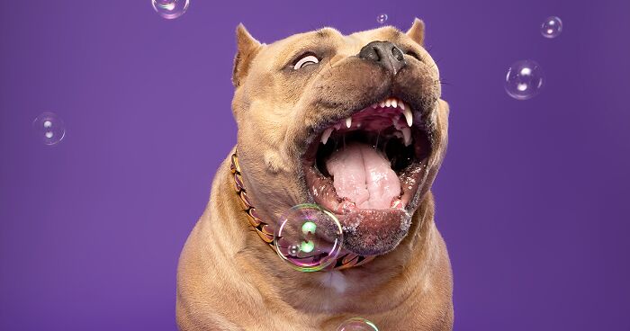 14 Pics Of Playful Dogs Chasing Soap Bubbles I Took | Bored Panda