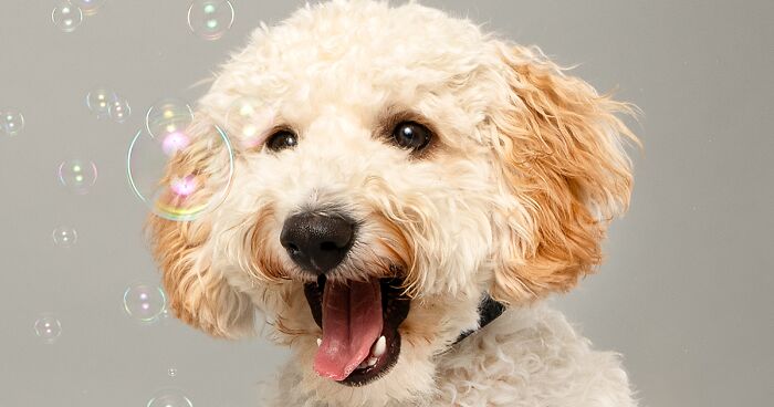 14 Pics Of Playful Dogs Chasing Soap Bubbles I Took | Bored Panda