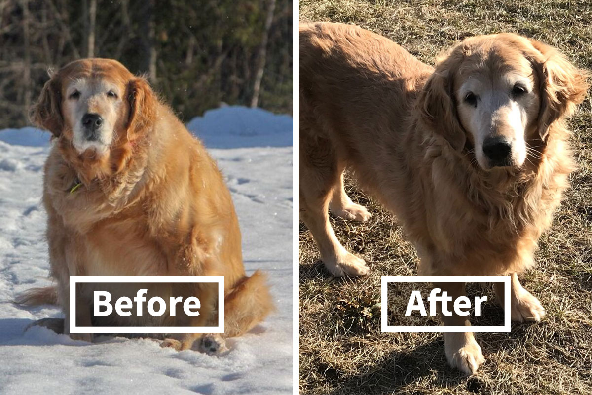 50 Cutest De-Chonker Pics And Stories That Are Absolutely Inspiring ...
