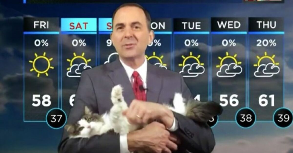This Kitty Went Viral After Bombing Her Meteorologist Dad’s At-Home ...