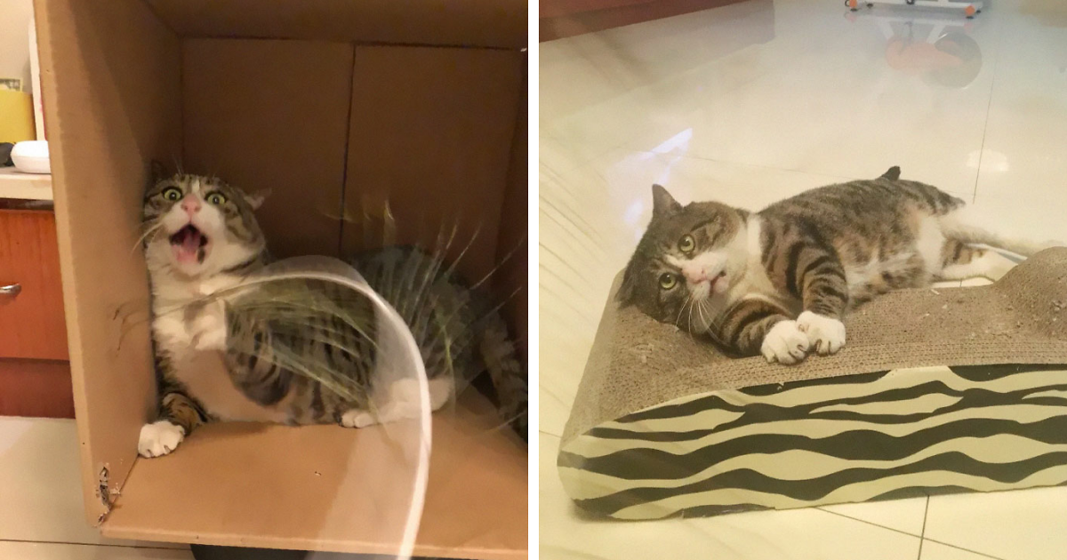 Meet Ah Fei, The Cat Who Deserves An Oscar For His Hilariously Dramatic ...