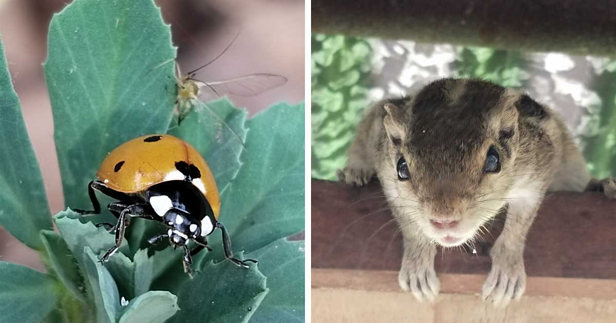 I Took Pictures Of The Creatures In My Garden (18 Pics) | Bored Panda