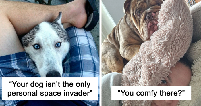 “What Is Personal Space?”: 50 Funny Pets Who Know No Boundaries (New ...