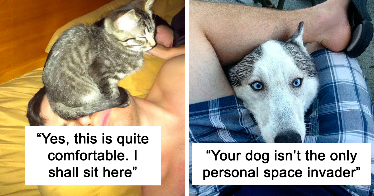 “What Is Personal Space?”: 50 Funny Pets Who Know No Boundaries (New ...
