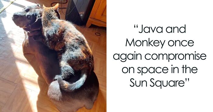 “What Is Personal Space?”: 50 Funny Pets Who Know No Boundaries (New ...