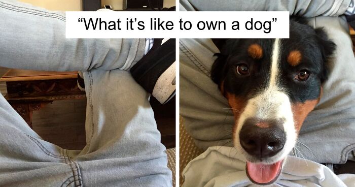 “What Is Personal Space?”: 50 Funny Pets Who Know No Boundaries (New ...
