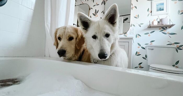 “What Is Personal Space?”: 50 Funny Pets Who Know No Boundaries (New ...