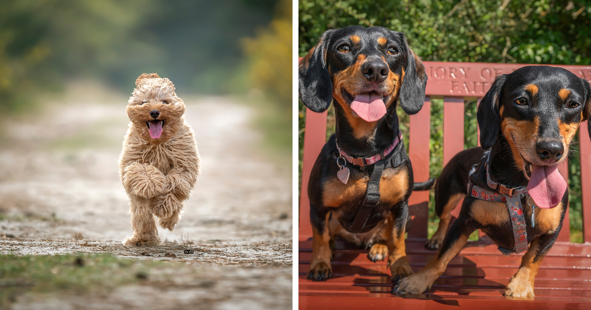 “Happy Tongue Out Dog Series”: I Took 12 Photos Of Dogs, And Here’s The ...
