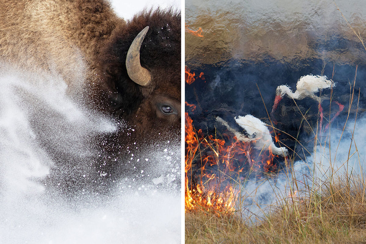 Highly Commended Photos: First Look At Wildlife Photographer Of The ...
