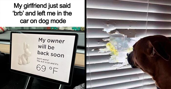 50 Dog Memes Guaranteed To Make You Smile