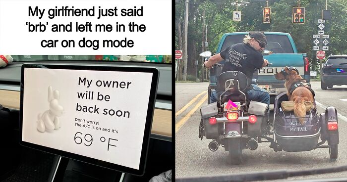 50 Dog Memes Guaranteed To Make You Smile