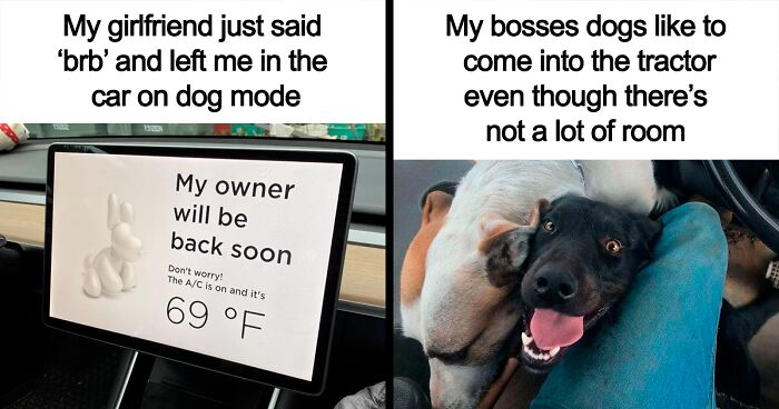 50 Dog Memes Guaranteed To Make You Smile