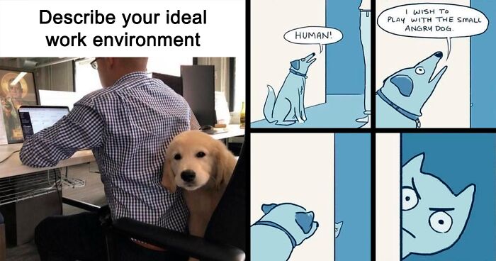 50 Dog Memes Guaranteed To Make You Smile