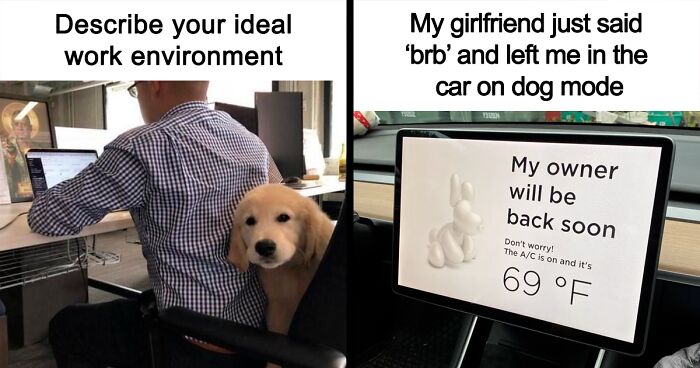 50 Dog Memes Guaranteed To Make You Smile