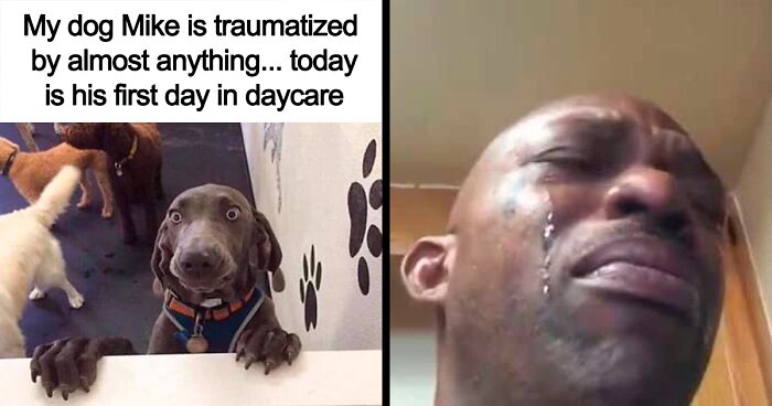 50 Dog Memes Guaranteed To Make You Smile
