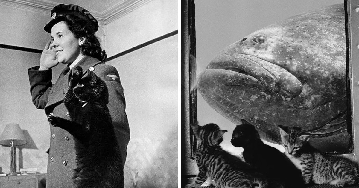 50 Fascinating Historical Photos That Might Change Your Perspective On ...