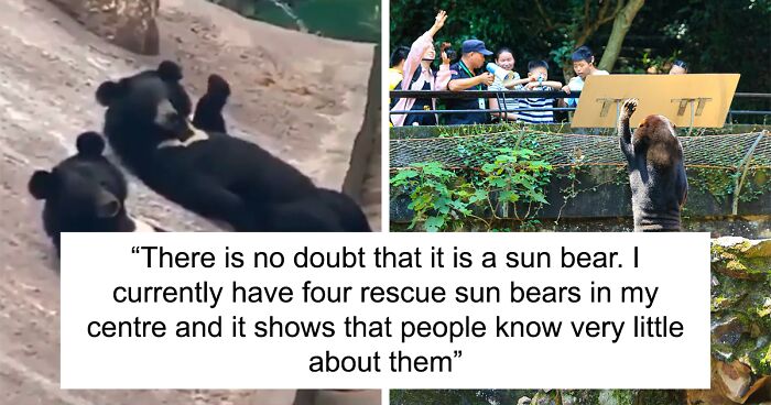 People Cannot Stop Arguing Whether Sun Bears Are Humans In Costumes ...