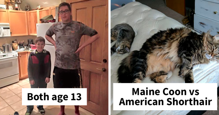 50 Captivating Comparison Photos That Challenge Your Perception (New ...