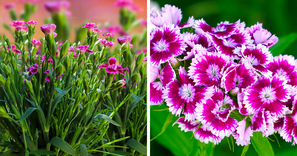 Learn To Grow And Maintain Your Own Dianthus Plant At Your Home | Bored ...