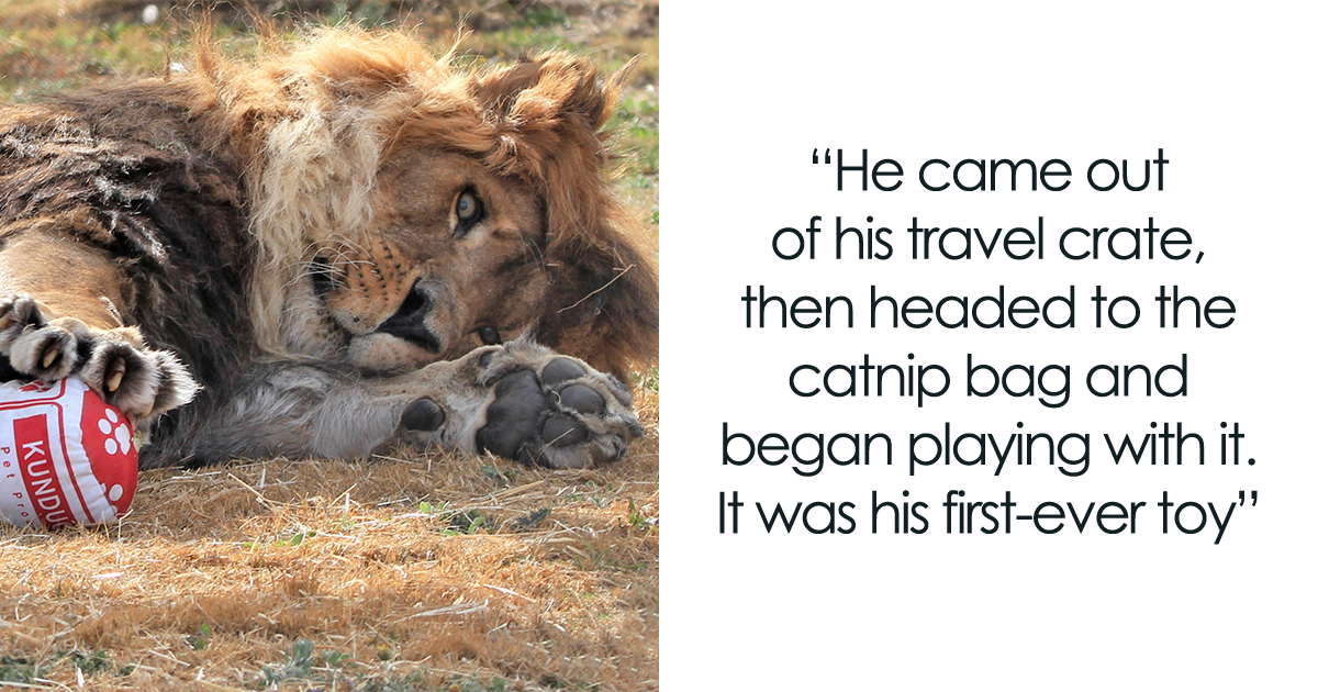 Facebook Cover Tumblr Lion