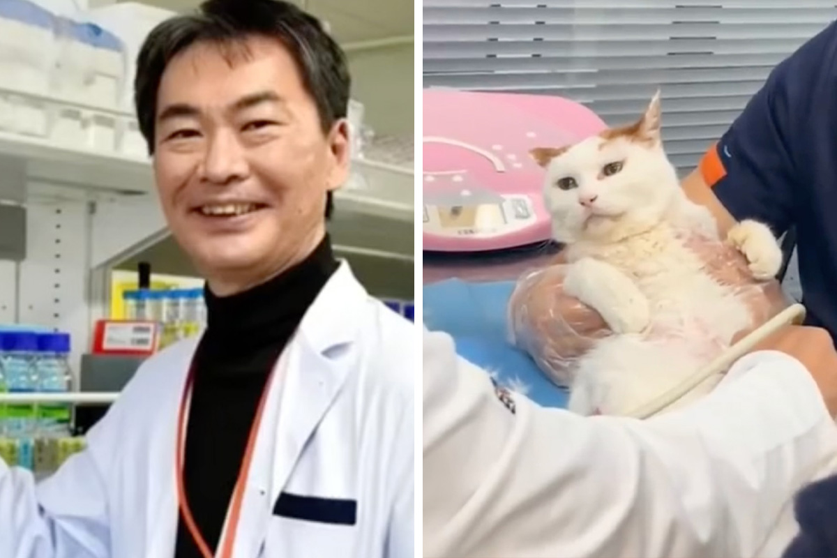 Cat Lovers Rejoice As New Medicine Will Extend Cat Lifespan To 30 Years