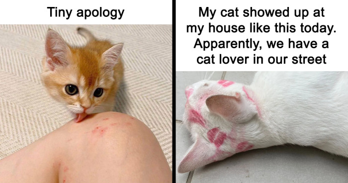 50 Cat Memes Any Cat Lover Would Appreciate | Bored Panda