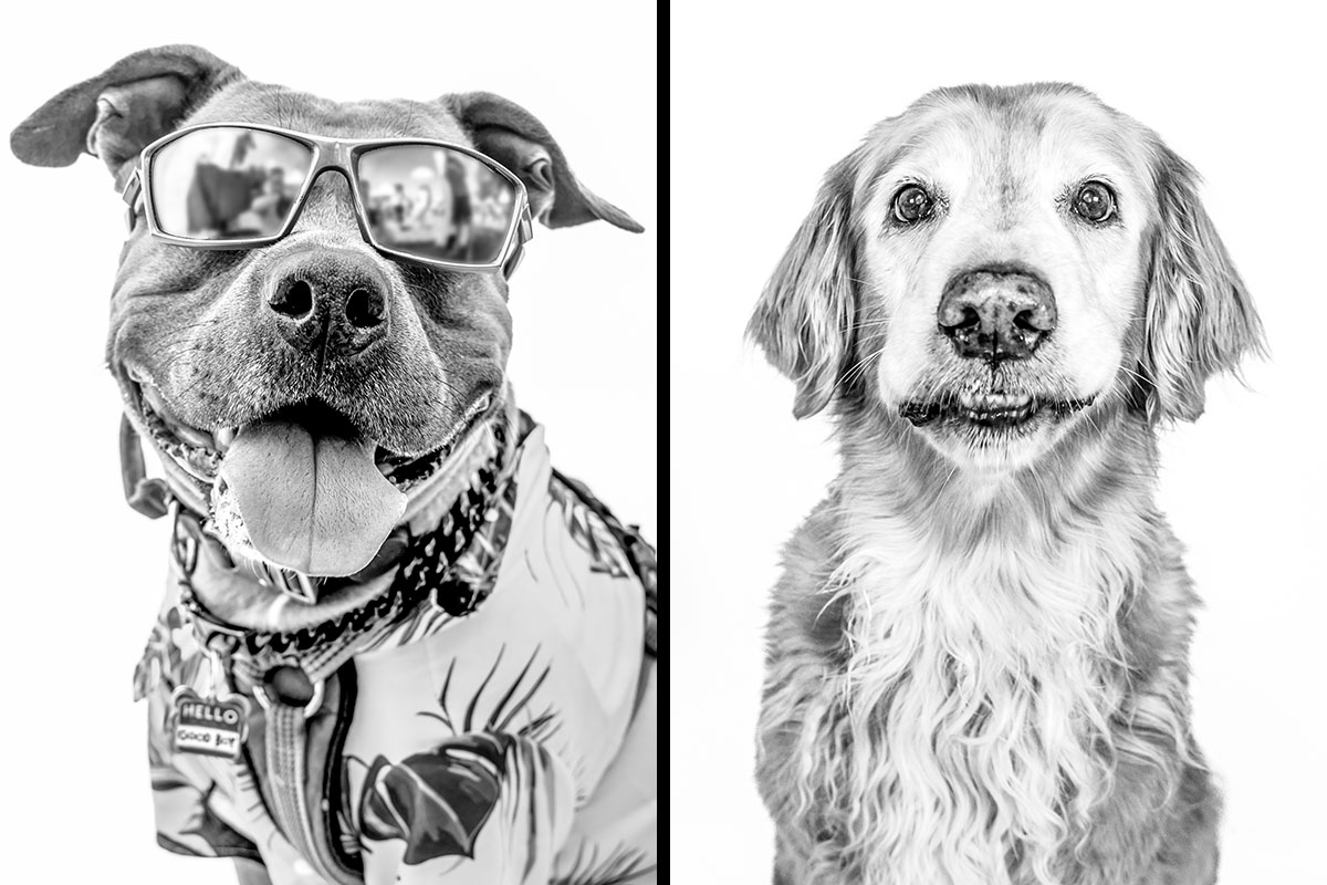 I Love To Photograph Dogs In Black And White, And Here Are My 18 Best ...