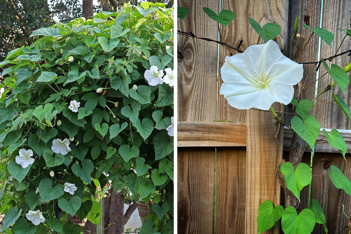 The Comprehensive Guide to Planting and Caring for A Moonflower