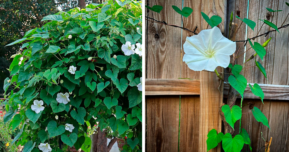 The Comprehensive Guide to Planting and Caring for A Moonflower | Bored ...