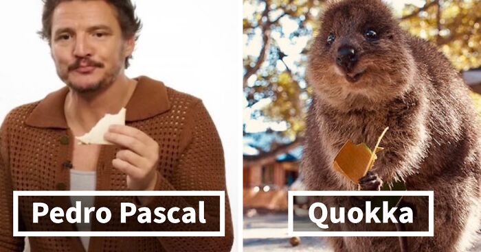 ‘X’ User Makes A Thread That Shows Pedro Pascal With Matching Quokkas ...