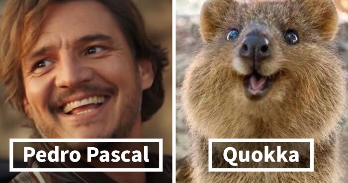 ‘X’ User Makes A Thread That Shows Pedro Pascal With Matching Quokkas ...