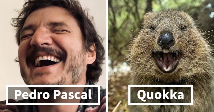 ‘X’ User Makes A Thread That Shows Pedro Pascal With Matching Quokkas ...